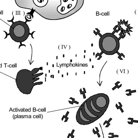 PDF Artificial Immune Systems Tutorial