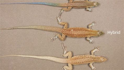 One Generation New Species All Female Lizard Bred In A Lab