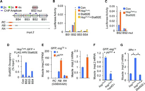 Upd3jakstat Signaling Promotes Muscle Impl2 Expression A Regions