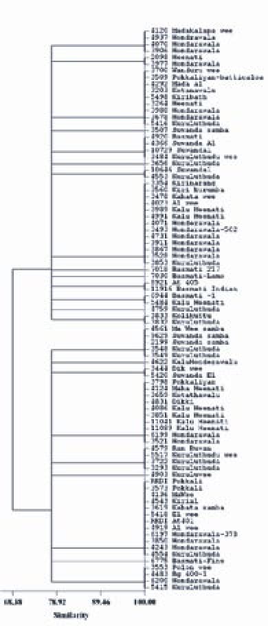 Dendrogram Showing Similarities Among Fragrant And Non Fragrant Rice Download Scientific