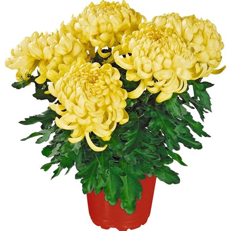 Ø13 см Хризантема Деко | Kaufland | Oferta.bg