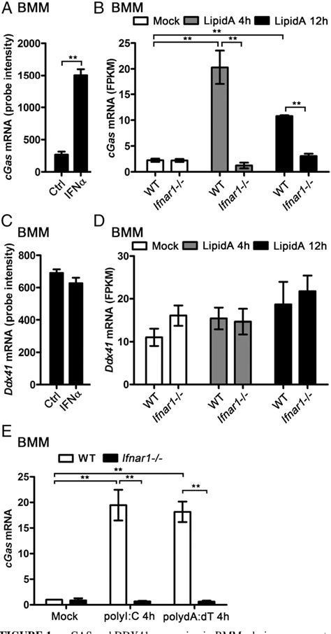 Figure 1 From Positive Feedback Regulation Of Type I Ifn Production By
