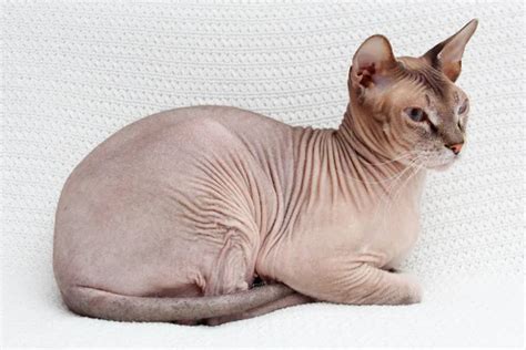 Naked Cat Stock Photos Royalty Free Naked Cat Images Depositphotos