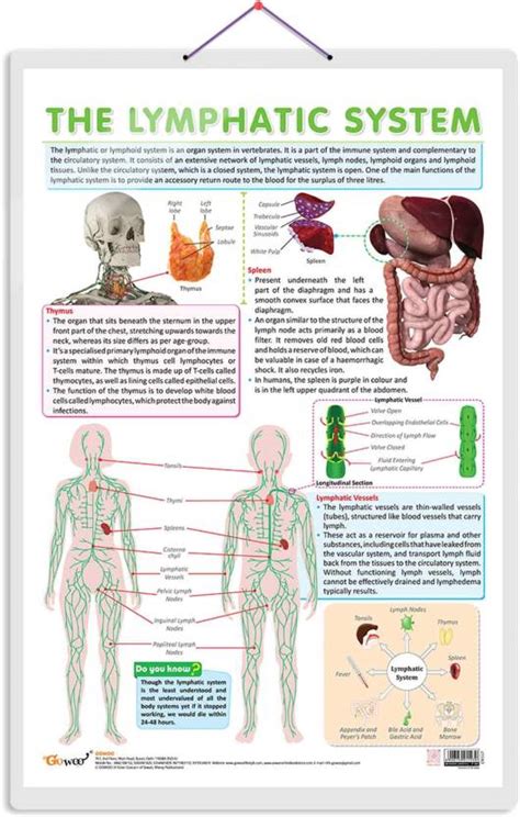 The Lymphatic System Chart Understanding Lymphatic Pathways Interactive Anatomy Chart Paper