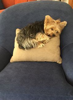 Cute Photos Of Sleeping Yorkshire Terriers Caught In The Act My