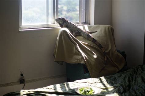 Lily Is Done With Her Enclosure Our Reptile Forum