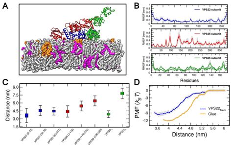 All Atom Md Simulations Of The Escrt Ii Complex Bound To The Membrane