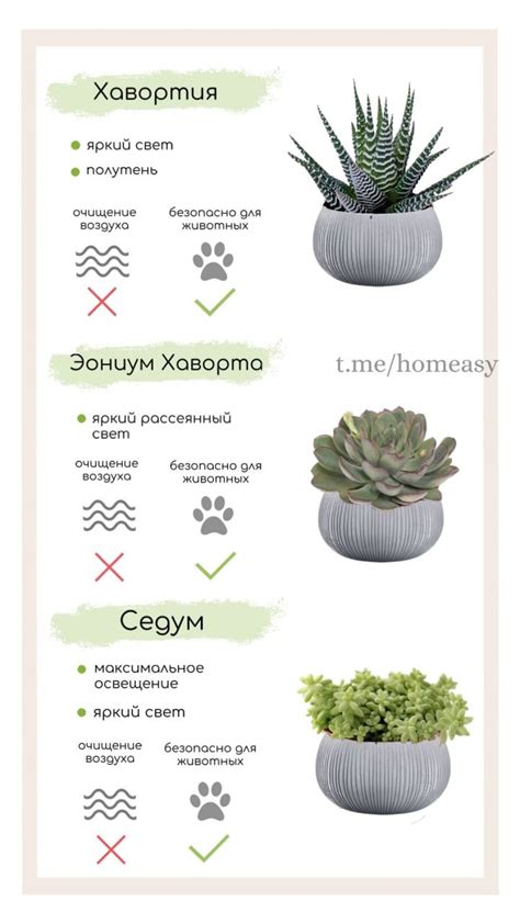 Комнатные травы в горшках