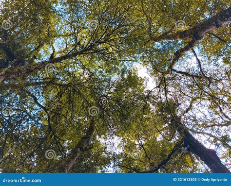 Texture Of A Large Branching Tree Twig Stock Image Image Of Large Besar 321613503