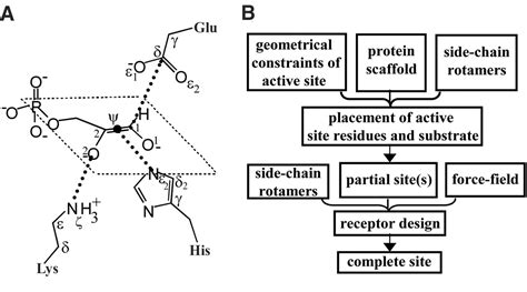 computational design of a biologically active enzyme science