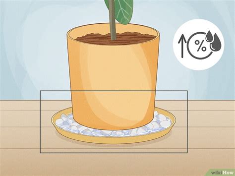 How To Propagate A Rubber Plant 3 Easy And Effective Ways