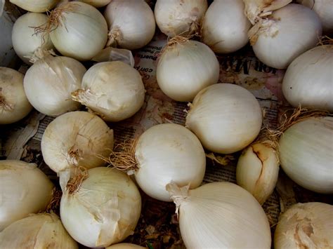 Naturconsejos Cebolla Allium Cepa