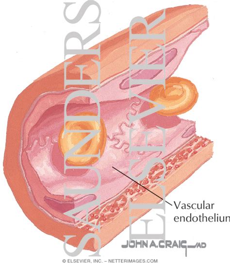 Electron Micrograph Of Part Of An Arteriole