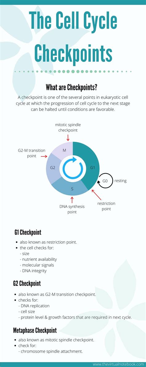 Cell Cycle Checkpoints Definition Biology At Stephen Ward Blog