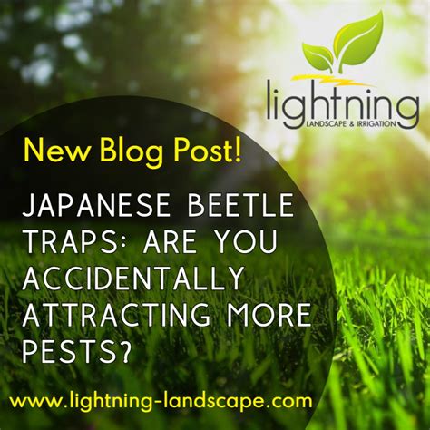 Beetle Blog Lightning Landscape