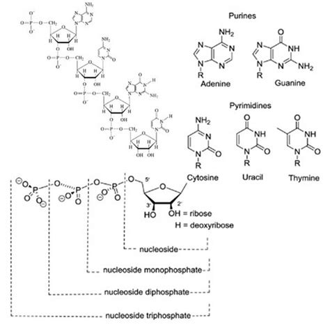 Cytosine Nucleotide