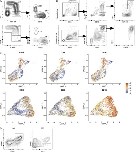 Characterization And Flow Cytometry Sorting Strategy For Lpms And Mms