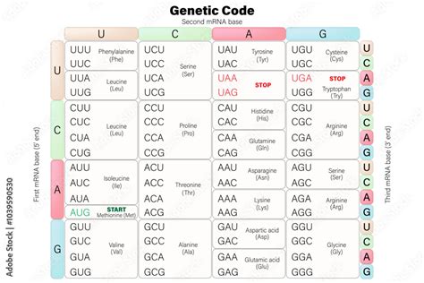 Genetic code table RNA codon table vector The three bases of an mRNA codon 素材庫向量圖 Adobe Stock