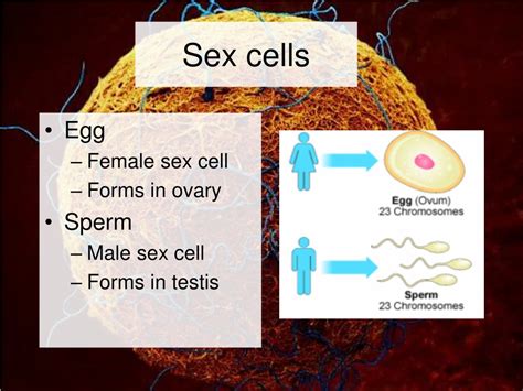 Ppt Sexual Reproduction In Living Organisms Powerpoint Presentation Free Download Id9731015