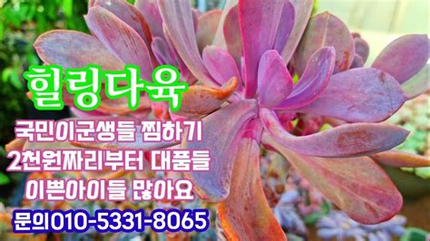 힐링다육국민이군생들저렴하게찜하기♡벤바디스 ♡화월야♡우리연느♡아이시그린♡미리네♡에커리아♡핑크실루엣♡아르제♡파랑새군생 등등 ~~~ Youtube