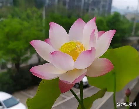 碗莲的养殖方法和注意事项，掌握技巧，开花美如画