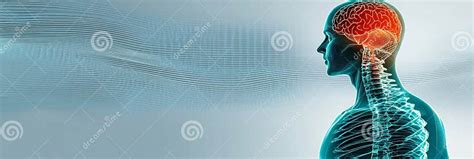Human Brain And Spine Anatomy Model On A Light Blue Background