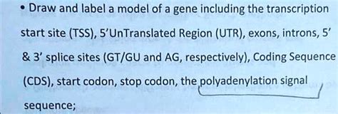Draw And Label A Model Ofa Gene Including The Transcription Start Site Tss Untranslated Region