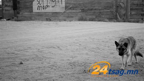 Зургаан сарын хугацаанд 2486 хүн нохойд хазуулжээ