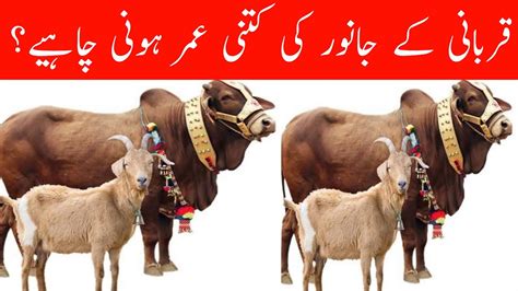 قربانی کے جانور کی کتنی عمر ہونی چاہیے कुर्बानी के जानवर की कितनी