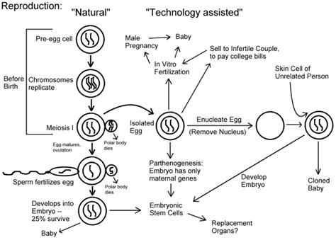 Human Cloning