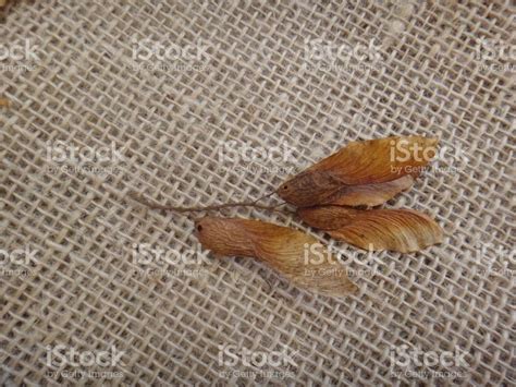 Tipuana Tipuana Tree Tiputree Tipu Tree Tipa Blanca Yellow