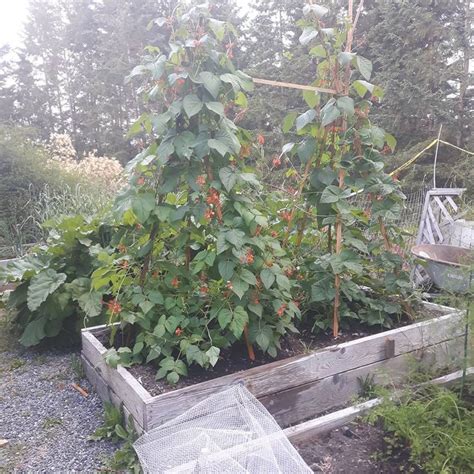 How To Grow Runner Beans Simple Guide For Beginners Runner Beans