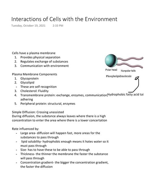 Week 2 Review Plasma Membrane Components Cells Have A Plasma