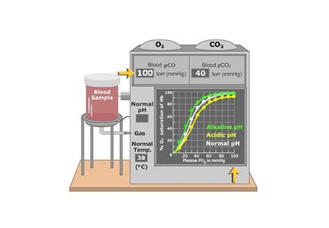 Oxygen Myoglobin Dissociation Curve
