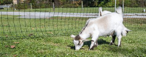 Best Portable Electric Fence For Goats And Sheep