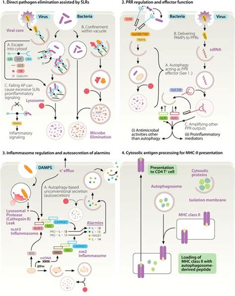 Autophagy An Emerging Immunological Paradigm The Journal Of Immunology American Association