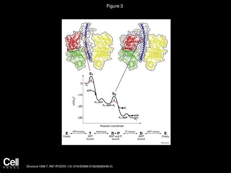 Atp Synthase Two Motors Two Fuels Ppt Download