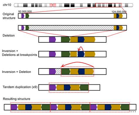 Linked Read Sequencing Stanford Medicine Ji Research Group
