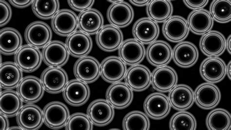 Bacteria And Yeast Encapsulation Method In Small Double Emulsions
