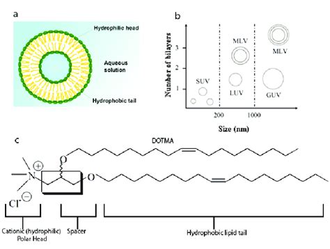 Structure Of A Cationic Liposome A Formed By Phospholipids In An Download Scientific Diagram