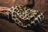 How Should I Care For My Carpet Python RSPCA Knowledgebase