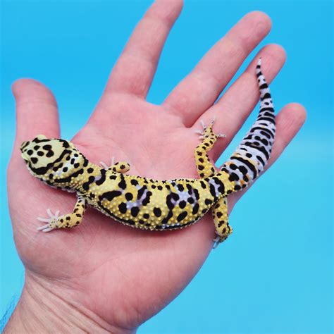 Male Afghan Bold Hyper Xanthic Possible White And Yellow Leopard Gecko Geeky Gecko Creations
