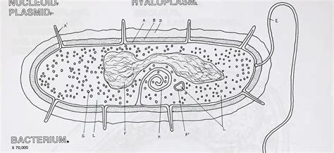 Ch 4 Prokaryotic Cell Diagram Diagram Quizlet