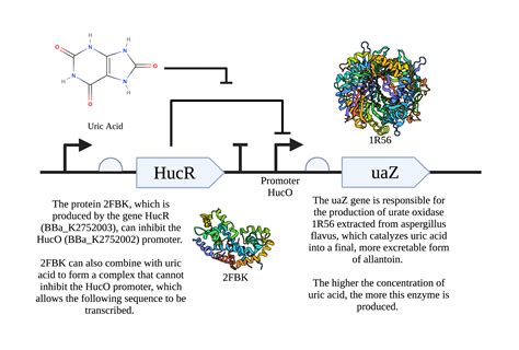 Engineering Success Sesame Shenzhen Igem