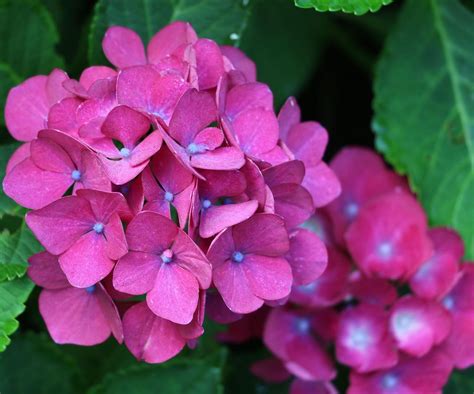 Best Hydrangea Varieties 15 Great Flowering Shrubs To Try Homes And