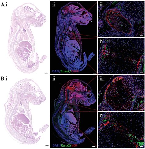 A Samples Harvested From Rat Embryo At E135 Illustrate The Cgrp