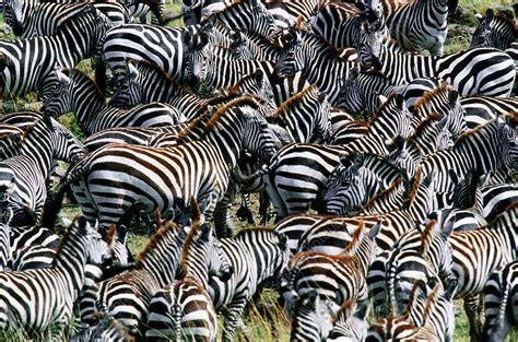 Herd Of Zebra Stock Image Z943 0051 Science Photo Library