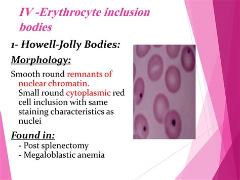 Rbc Morphologypdf