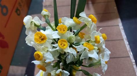 수선화 생화 꽃집 꽃집창업 꽃값 온라인꽃시장 온라인꽃도매 인터넷꽃시장 인터넷꽃도매 서울꽃시장 꽃농장 꽃배송 생화배송 생화도매 생화택배 꽃배달 생화배달 생화주문 생화부케