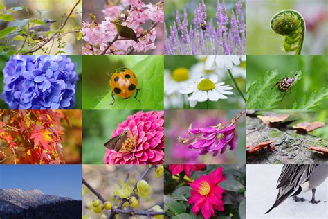 Beautiful Nature of Japan | ture Japan - Nature and Culture Photographs ...